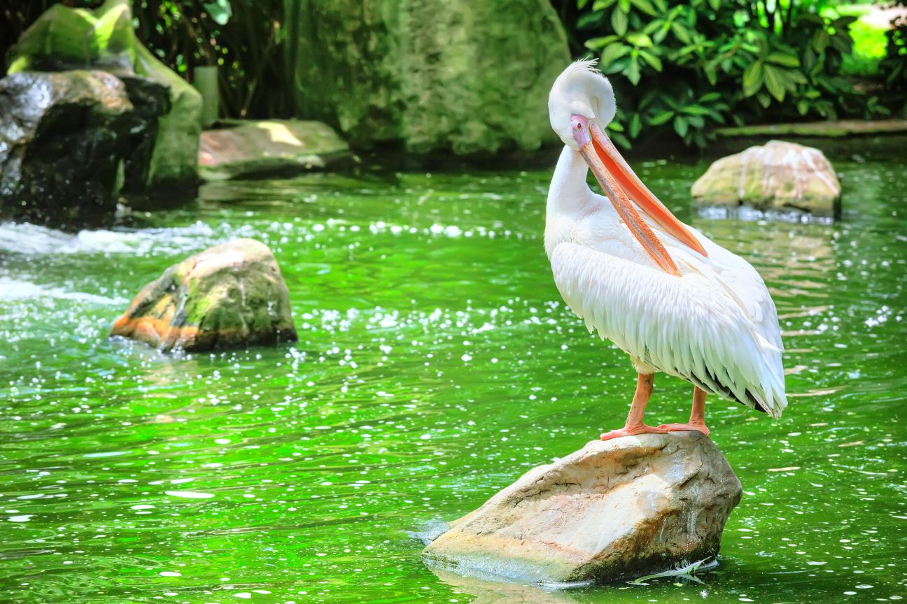 Kuala Lumpur Bird Park