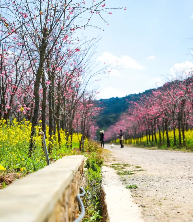 Things to Do in Yuxi in 2025 - Top Attractions, Local Food, Hotels ...