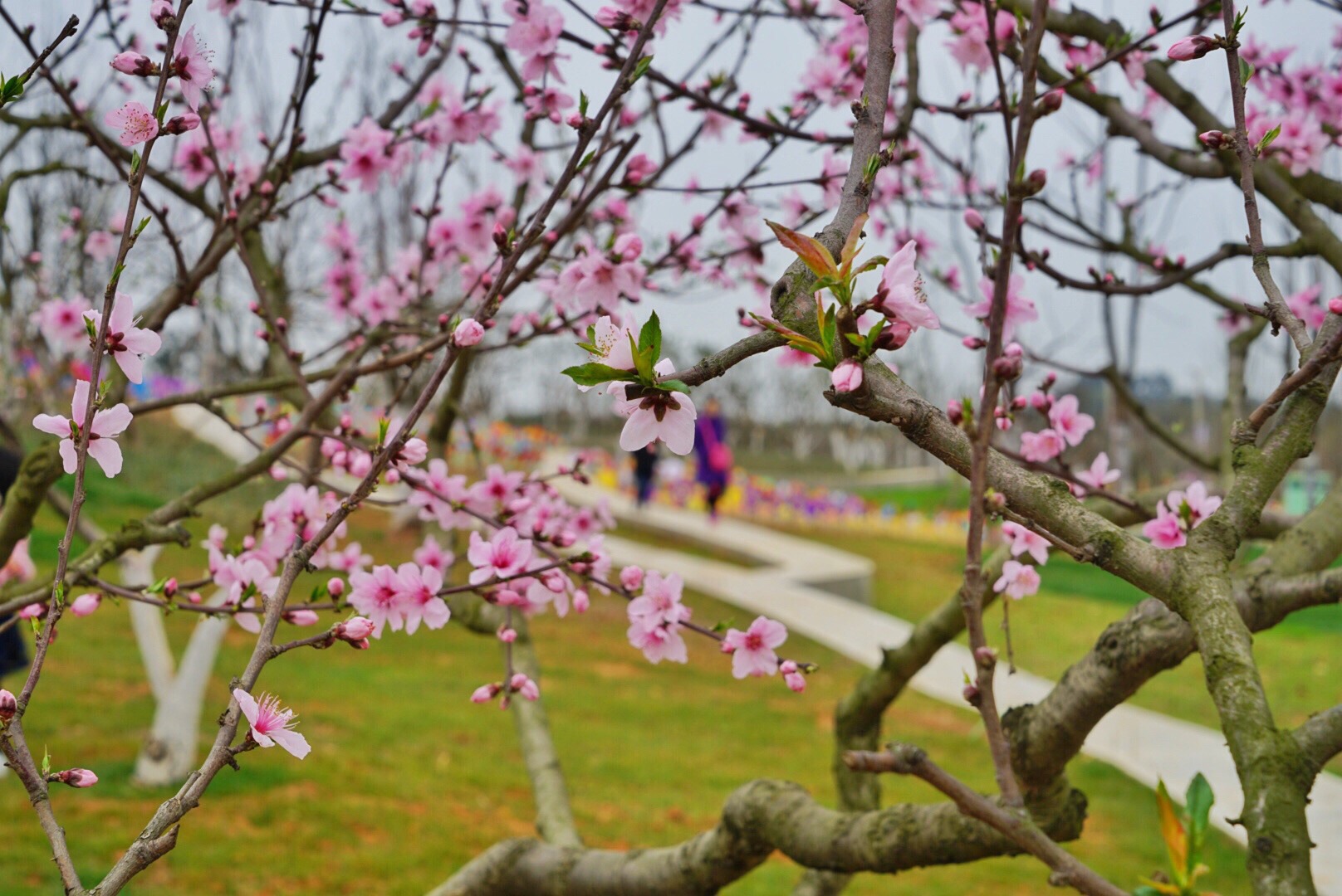 Meishan Travel Guide 2023 - Things to Do, What To Eat & Tips | Trip.com