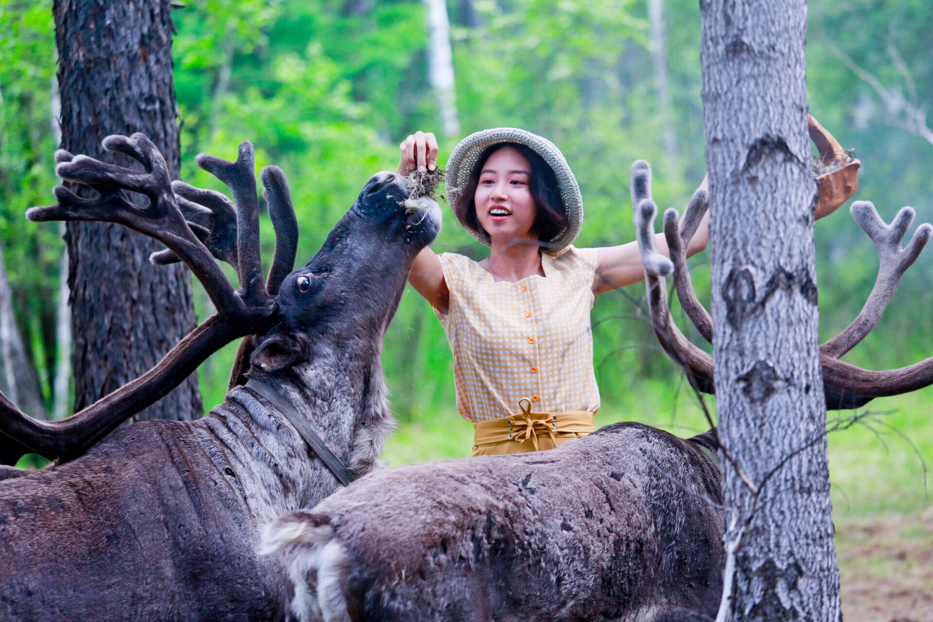 Genhe Travel Guide 2023 - Things to Do, What To Eat & Tips | Trip.com