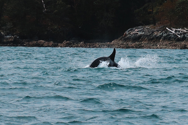 Whale Watching | BC's most wor | Trip.com Vancouver