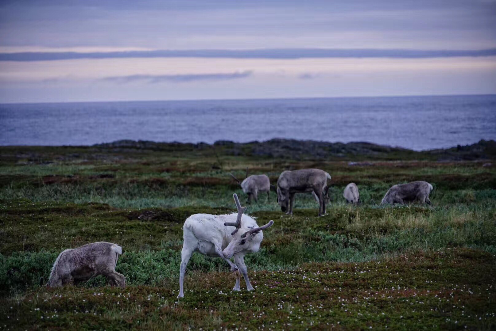 Finnmark 2023 Top Things to Do - Finnmark Travel Guides - Top ...