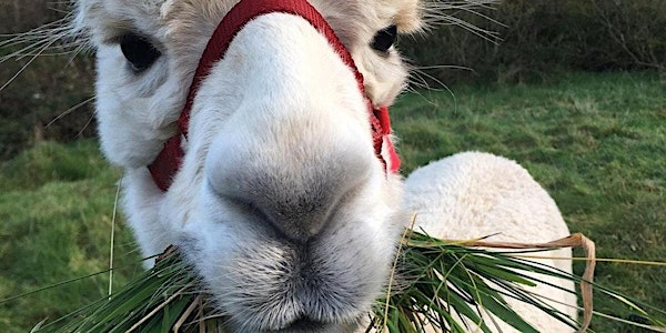 Alpaca Gala Day at BobCat Alpacas - 31 August 2025 | BobCat Alpacas ...