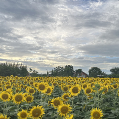 Hello My sunflower | Trip.com จังหวัดกาญจนบุรี
