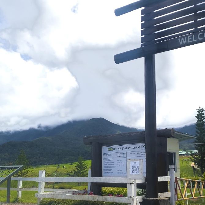 Desa Cow Farm is home to the l | Trip.com Ranau Travelogues