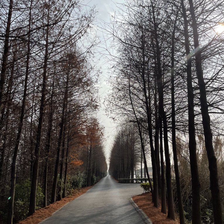 Chongming Island Travel Guide 2024 - Things to Do, What To Eat & Tips ...