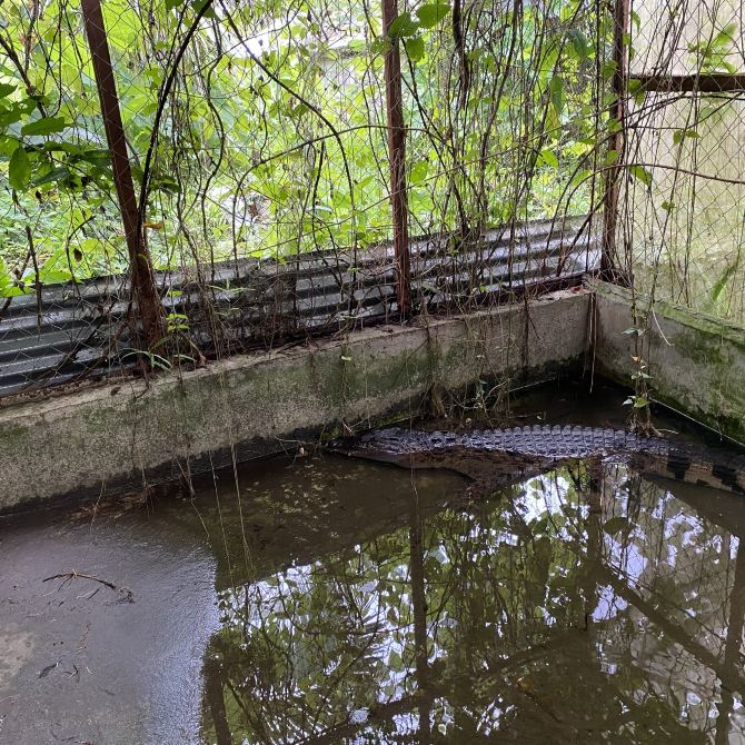 Butterfly and python sanctuary- a mini zoo | Trip.com Bohol Island