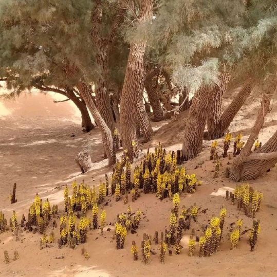 Errachidia Province Travel Guide 2024 - Things to Do, What To Eat ...