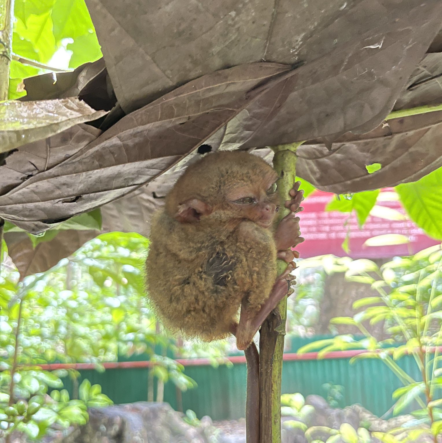 Tarsier Sleeping