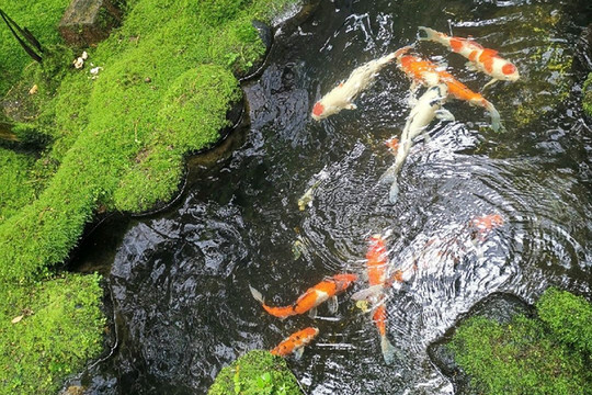 Crap Cafe' คาเฟ่ปลาคราฟ เชียงใหม่ | Trip.com เชียงใหม่