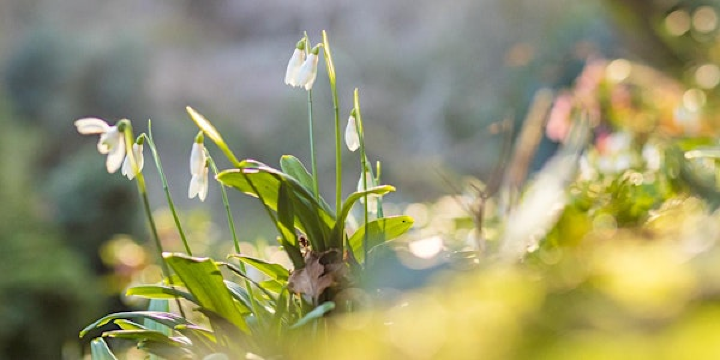 Tour with Charles Fox | Trebah Garden: Tickets, Dates & Itineraries ...