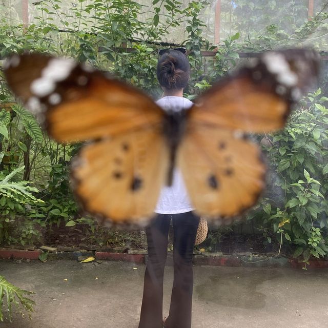 Butterfly and python sanctuary- a mini zoo | Trip.com Bohol Island