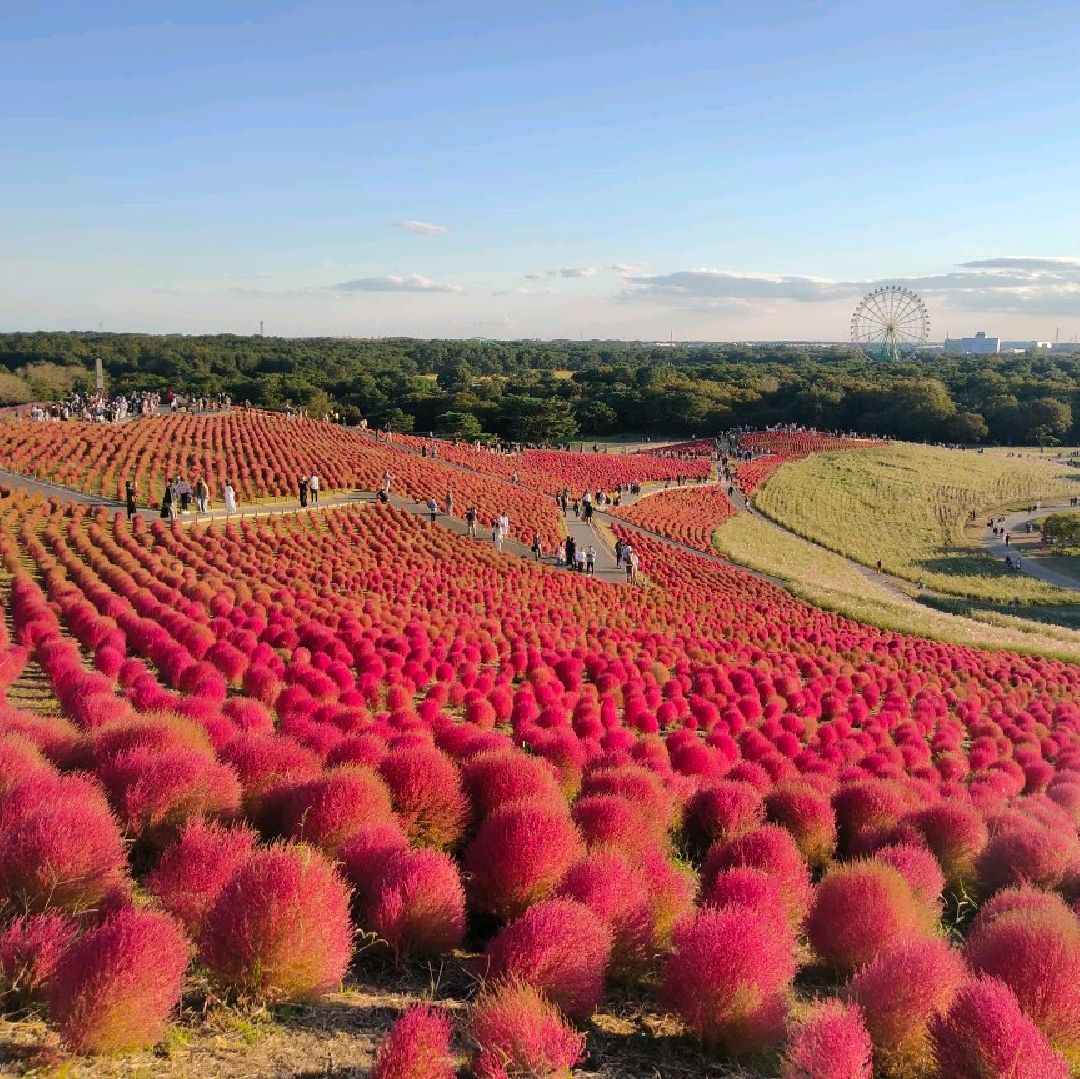 Hitachinaka-shi Travel Guide 2024 - Things to Do, What To Eat & Tips ...