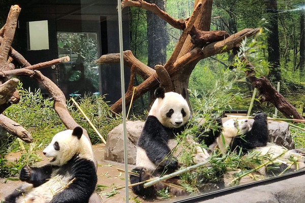 Giant Panda at Ueno Zoological Garden | Trip.com Tokyo