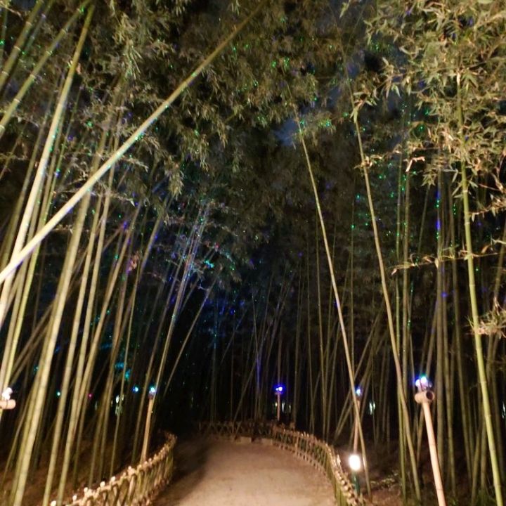 Bamboo Forest Night