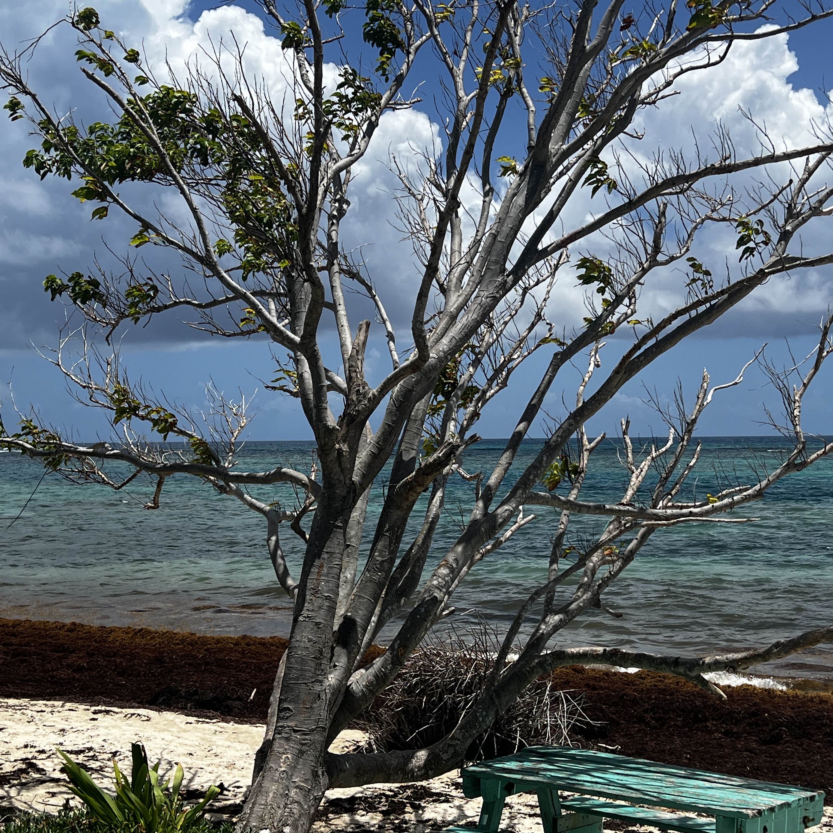Culebra Travel Guide 2024 - Things to Do, What To Eat & Tips | Trip.com