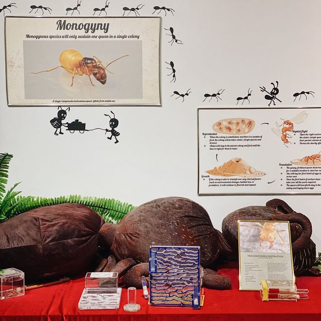 Hidden gem: The Singapore Ant Museum | Trip.com Singapore