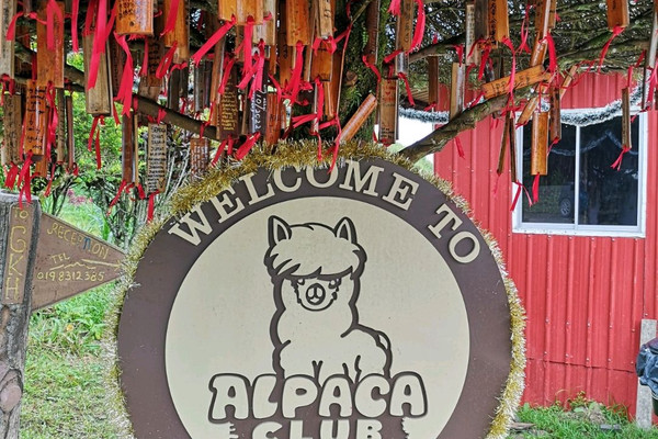 Alpaca Club | Trip.com Kundasang