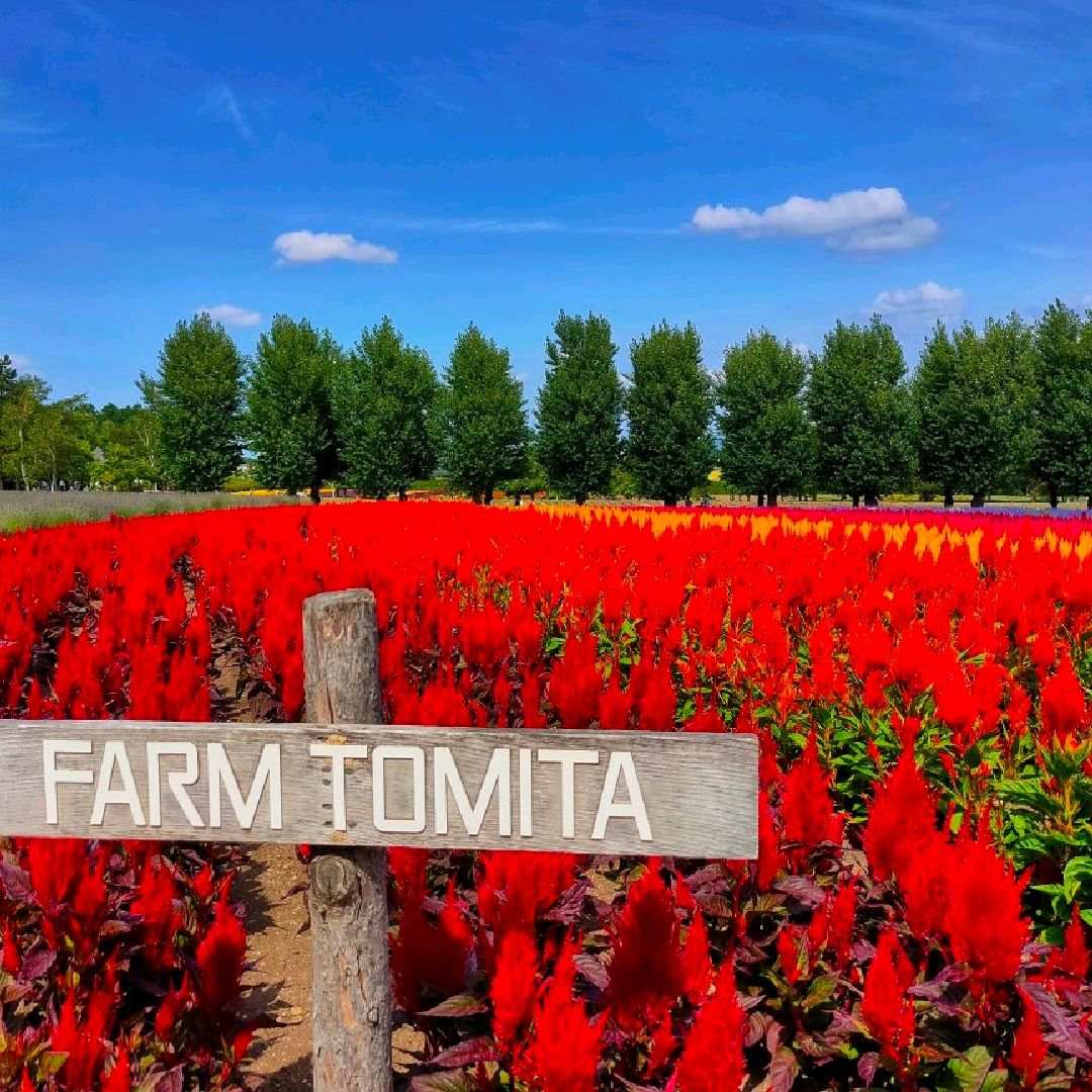 Furano Travel Guide 2023 - Things to Do, What To Eat & Tips | Trip.com