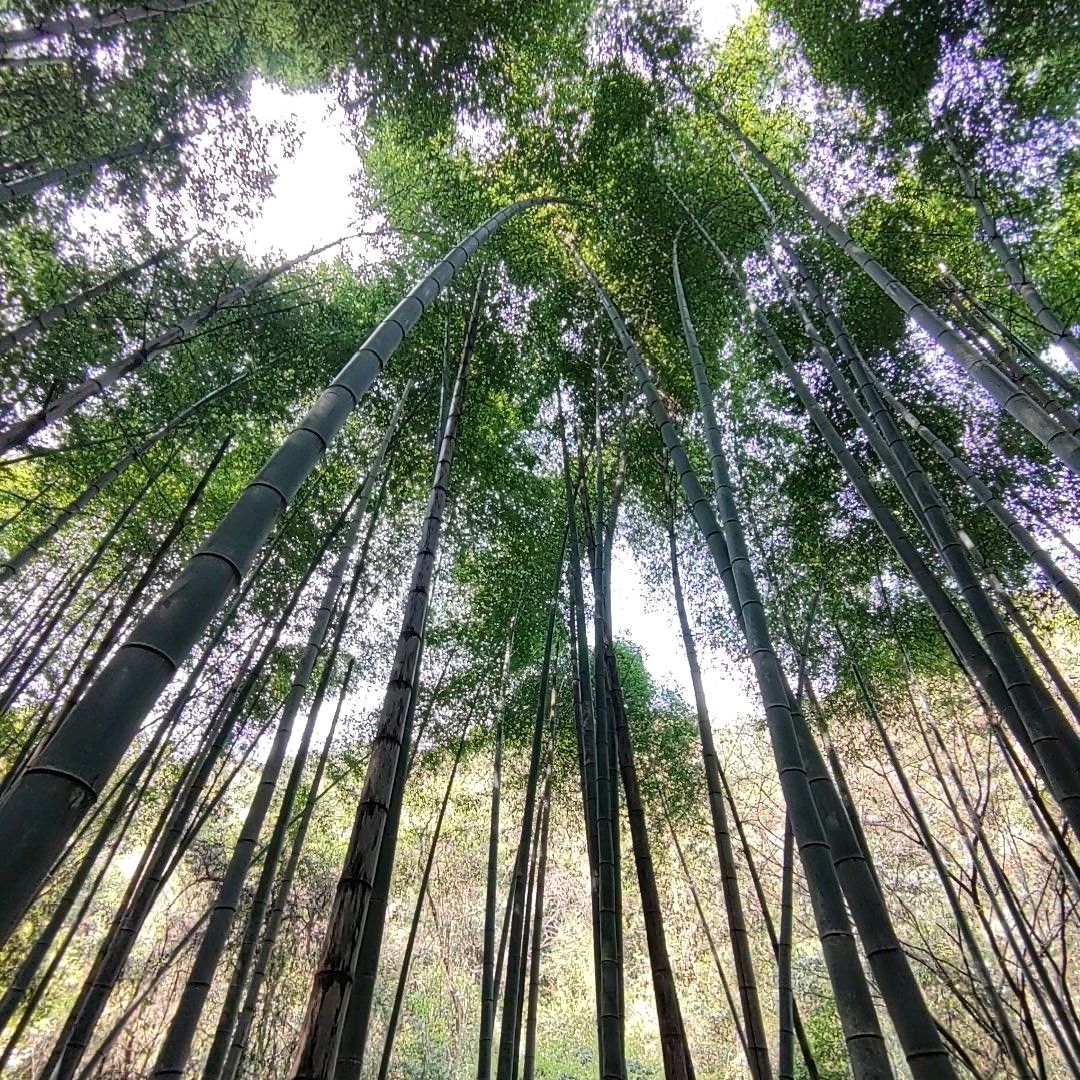 Mogan Mountain Travel Guide 2024 - Things to Do, What To Eat & Tips ...