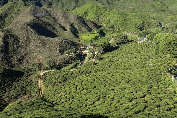 Much calming in Cameron Highland | Trip.com Cameron Highlands Travelogues