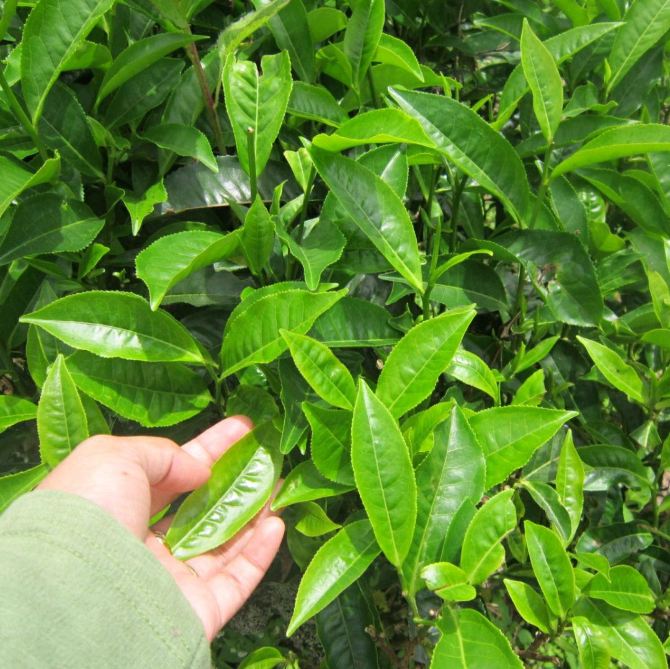 BOH Tea Plantation Habu 🍵🌿 | Trip.com Cameron Highlands Travelogues