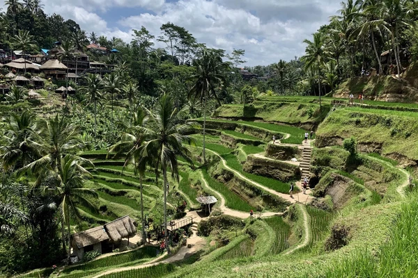 Ubud Rice fields 🍚 🌾 BALI | Trip.com Bali Travelogues