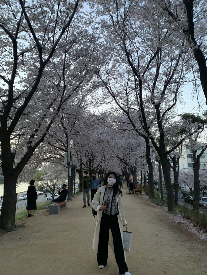 대구 벚꽃 명소 아양교 기찻길 🚞🌸🌸💗 트립닷컴 대구 트래블로그