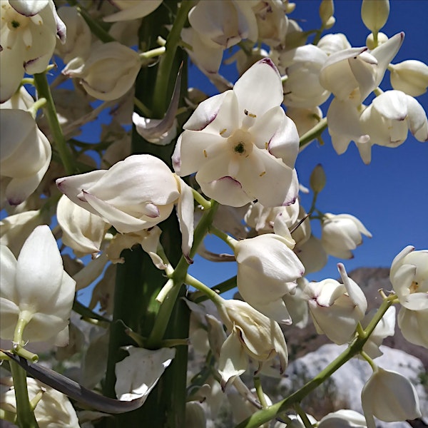 Spring into Nature at Mission Creek Preserve | Mission Creek Preserve ...