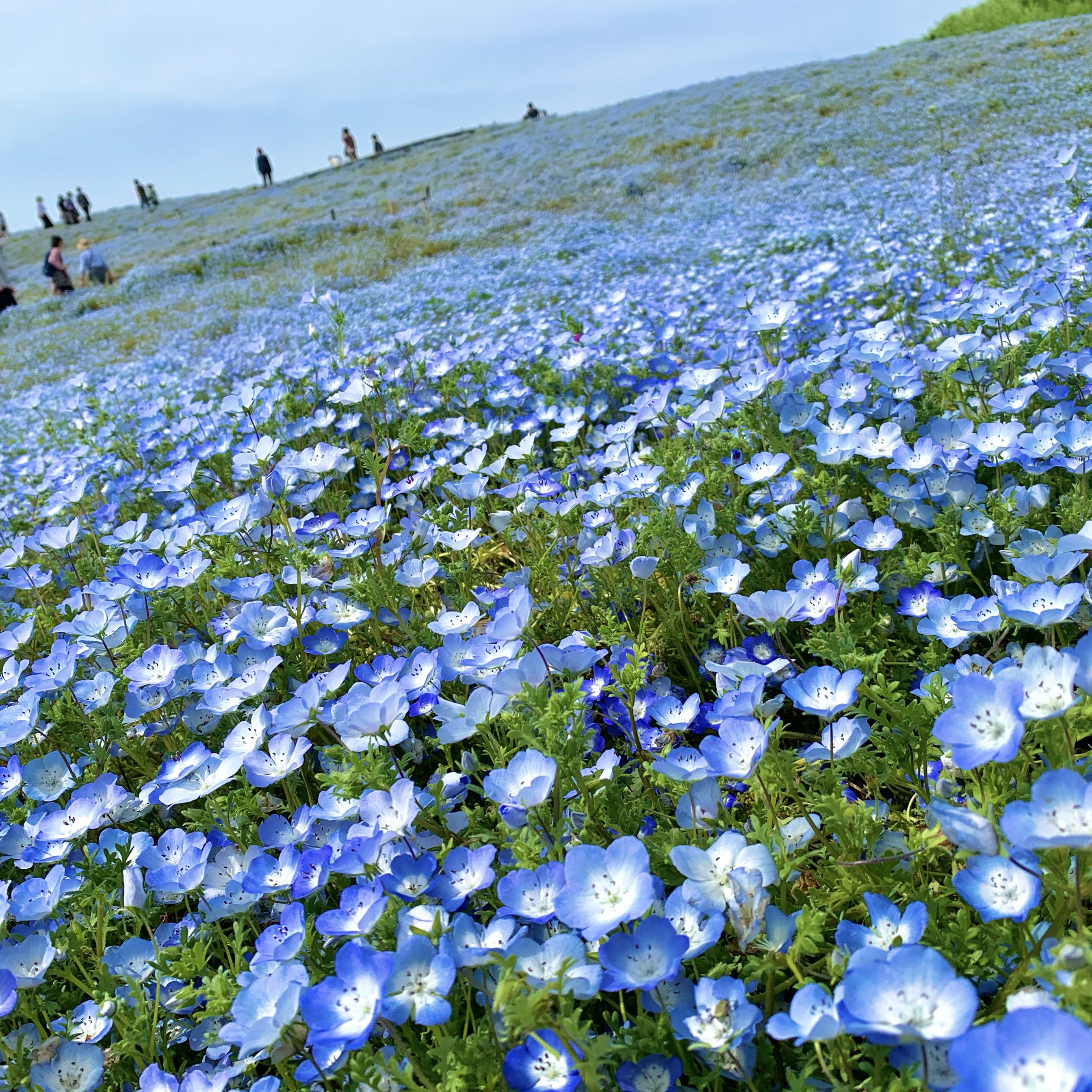 Hitachinaka-shi 2023 Top Things to Do - Hitachinaka-shi Travel Guides ...