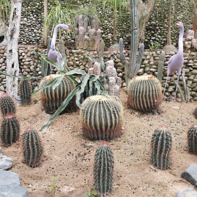 Cameron Highland Cactus Valley | Trip.com Cameron Highlands Travelogues