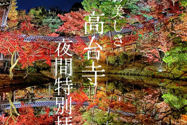 【京都】高台寺 夜間特別拝観 美しすぎる紅葉ライトアップ | Trip.com 京都