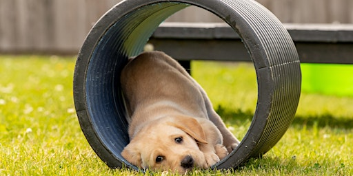 Guide Dogs - Classic Experience - National Centre (2026) | Guide Dogs ...