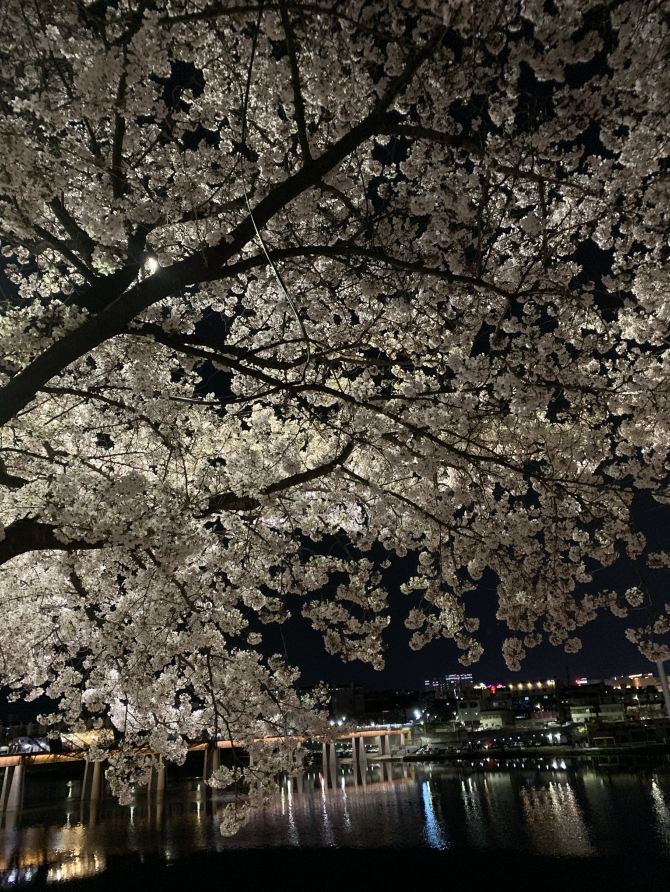 대구 벚꽃 명소 아양교 기찻길 🚞🌸🌸💗 트립닷컴 대구 트래블로그