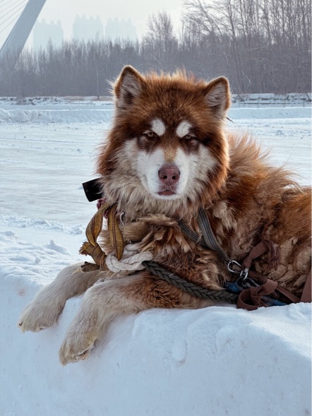 Harbin 2023 Top Things to Do - Harbin Travel Guides - Top Recommended ...