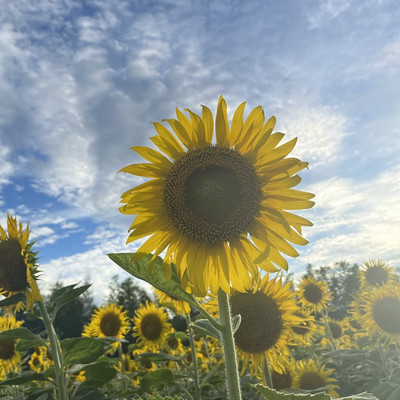 Hello My sunflower | Trip.com จังหวัดกาญจนบุรี