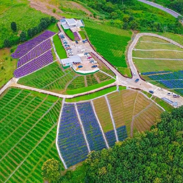 Hydrangea Cafe | Trip.com อำเภอ เขาค้อ