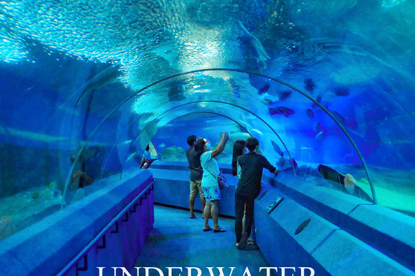 ผจญภัยโลกใต้น้ำ “Under Water World” พัทยา! | Trip.com พัทยา