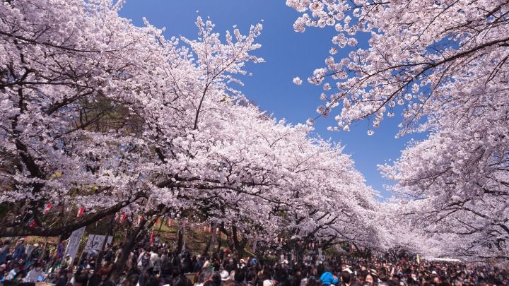【2024日本櫻花季】東京人氣賞櫻景點推介：新宿御苑、目黒川、千鳥之淵、上野公園、隅田公園、河津櫻花季、富士山 | 東京: 日期及行程 ...