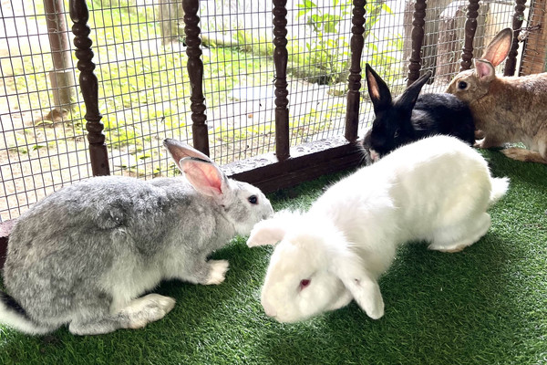 Rabbit petting farm in Bukit Tinggi | Trip.com Bukit Tinggi