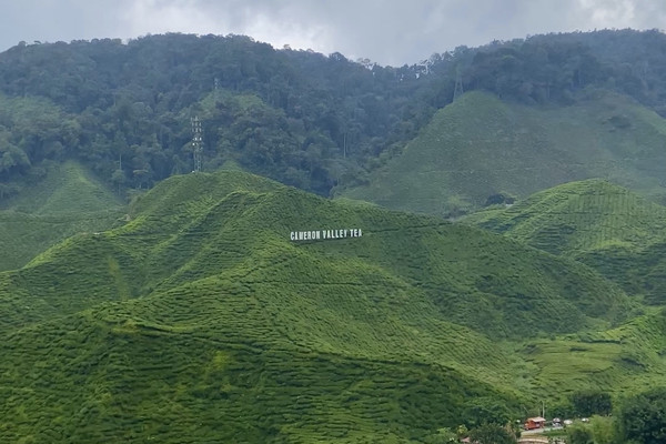 Daytrip to Cameron Highlands | Trip.com Cameron Highlands
