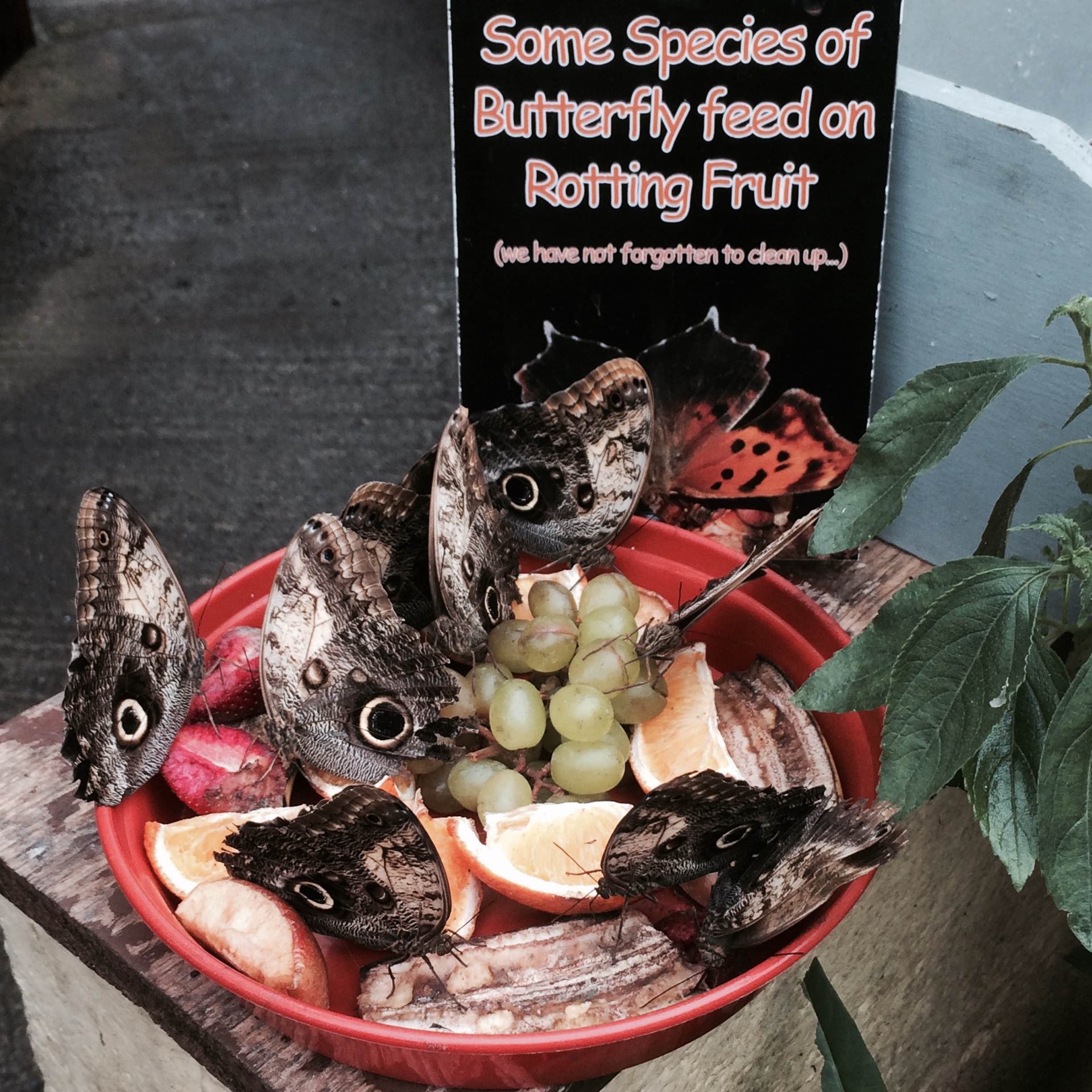 Menai Bridge Travel Guide 2024 - Things to Do, What To Eat & Tips ...