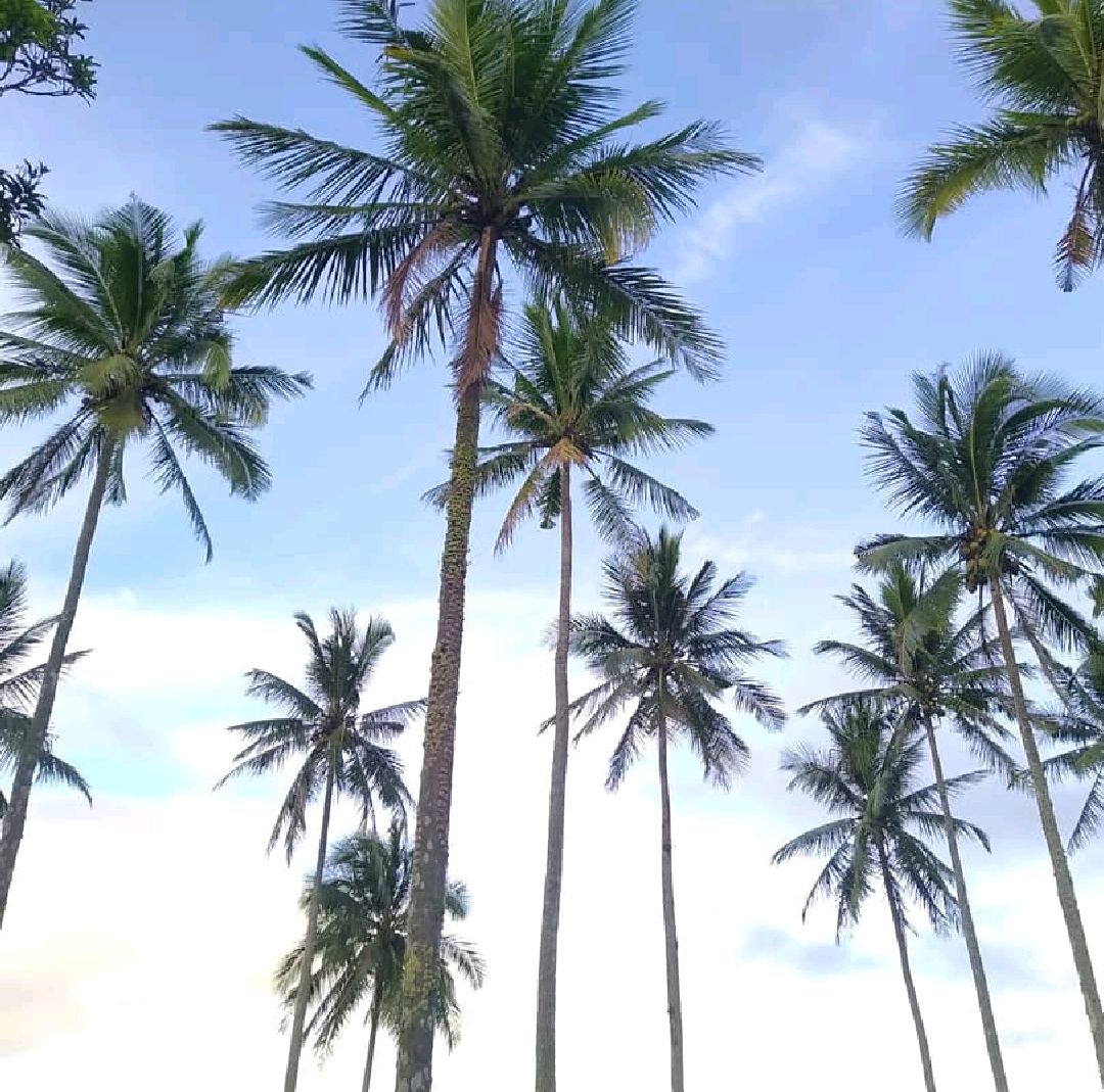 Laguna 2024 Top Things to Do - Laguna Travel Guides - Top Recommended ...