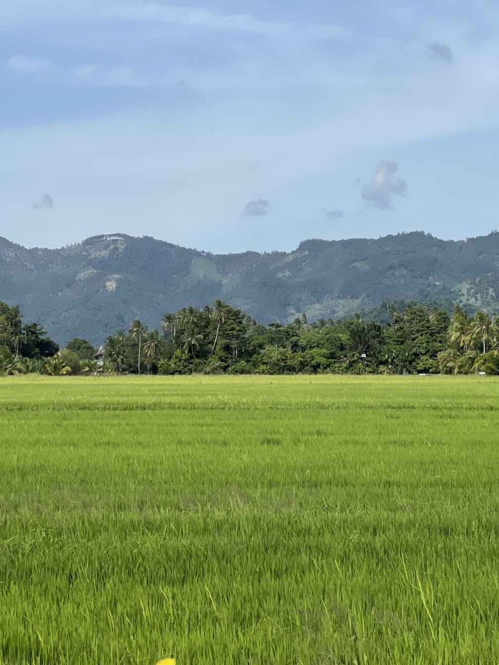 Things to Do in Balik Pulau in 2024 - Top Attractions, Local Food ...