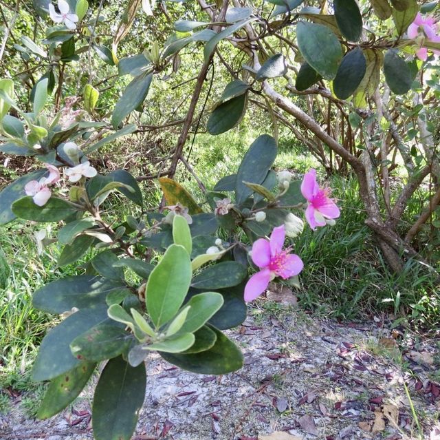 Sim Wine Factory Tour - Phu Quoc, Vietnam | Trip.com Phu Quoc Island