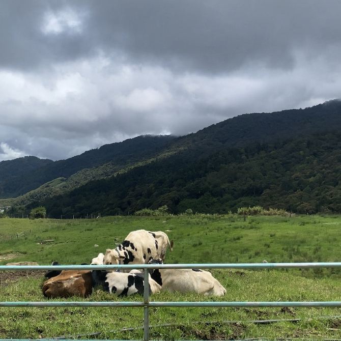 Desa Cow Farm is home to the l | Trip.com Ranau Travelogues