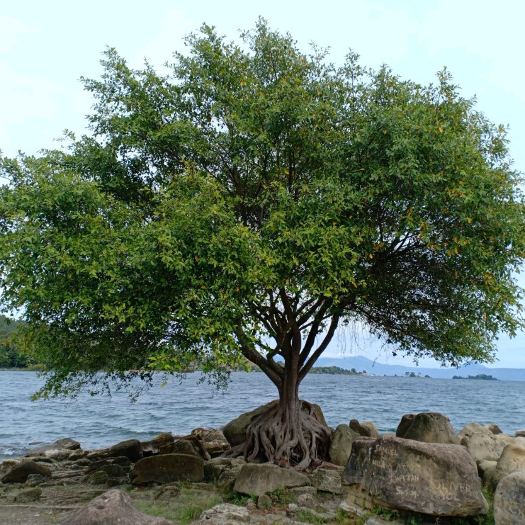 Salaon Dolok Travel Guide 2024 - Things to Do, What To Eat & Tips ...