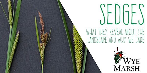 Sedges - What they reveal about the landscape and WHY We care | Wye ...