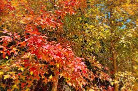 【2024香港紅葉季】港島人氣賞楓景點推介：香港動植物公園、香港公園 | 港島: 日期及行程 | Trip.com