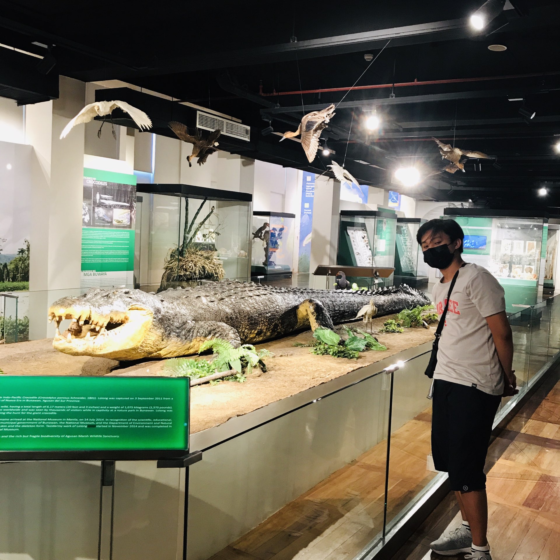 Lolong Taxidermy